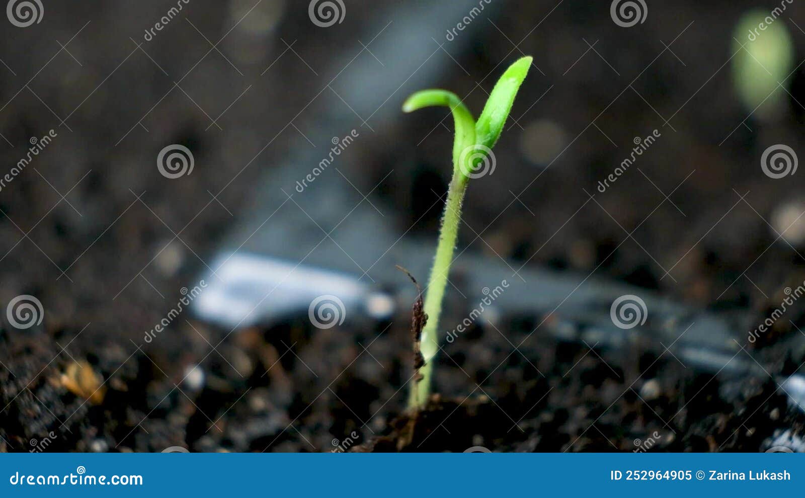 Growing Tomatoes from Seeds, Step by Step. Step 4 - the First Sprout ...