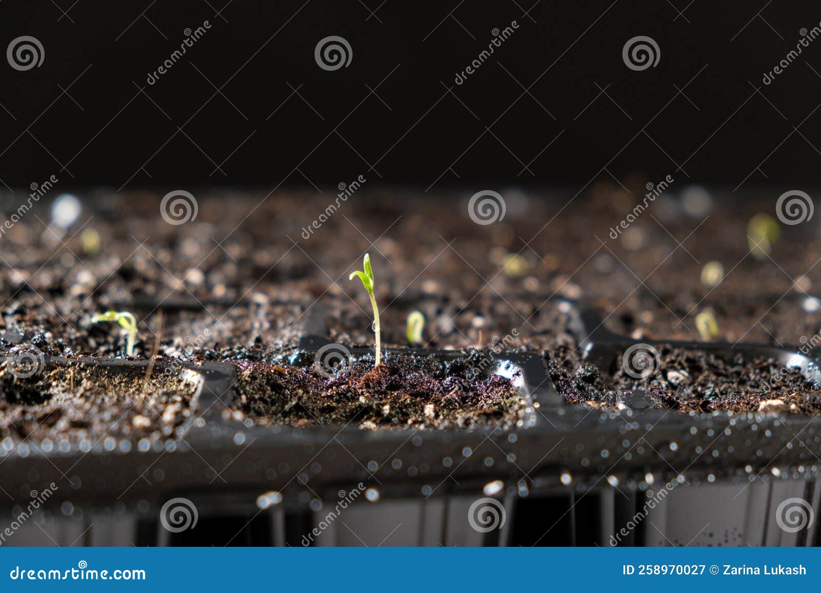 Growing Tomatoes from Seeds, Step by Step. Step 4 - the First Sprout ...