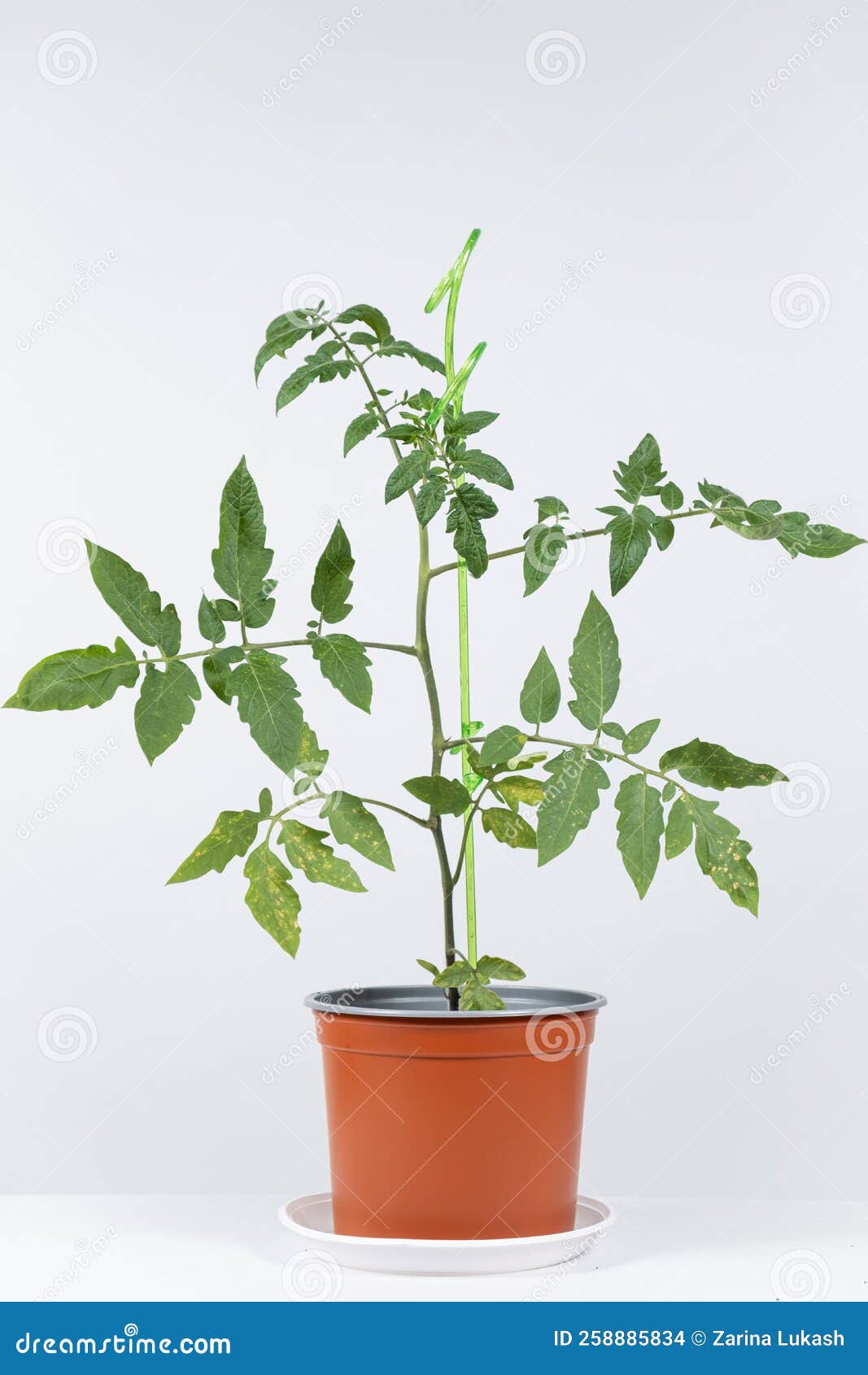 Growing Tomatoes from Seeds, Step by Step. Step 11 - Stick To Support ...