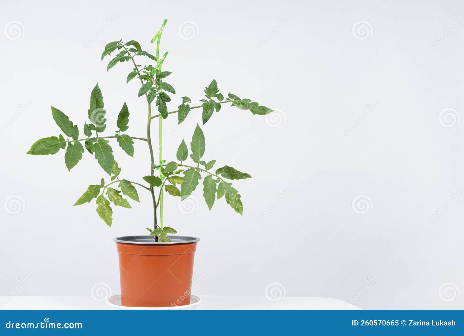 Growing Tomatoes from Seeds, Step by Step. Step 11 - Stick To Support ...