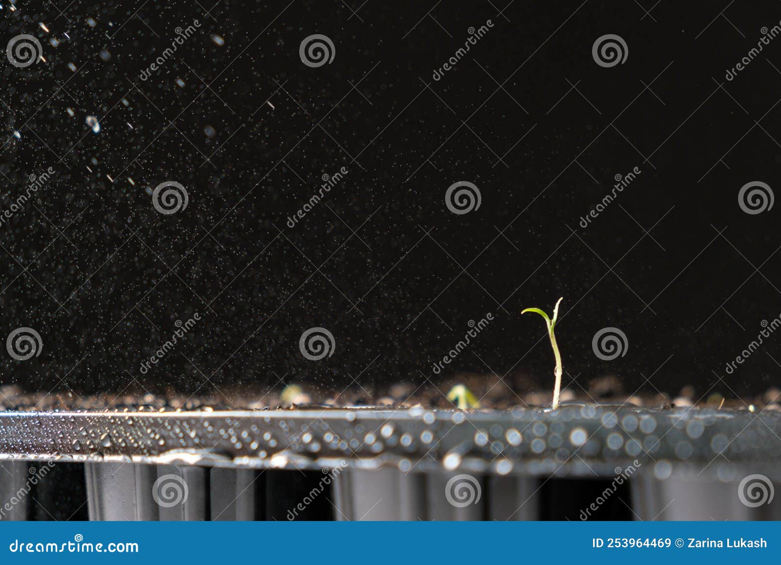 Growing Tomatoes from Seeds, Step by Step. Step 5 - Watering the First ...