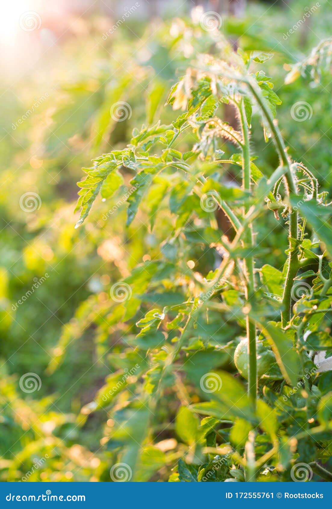 Growing the tomatoes stock image. Image of gardening - 172555761