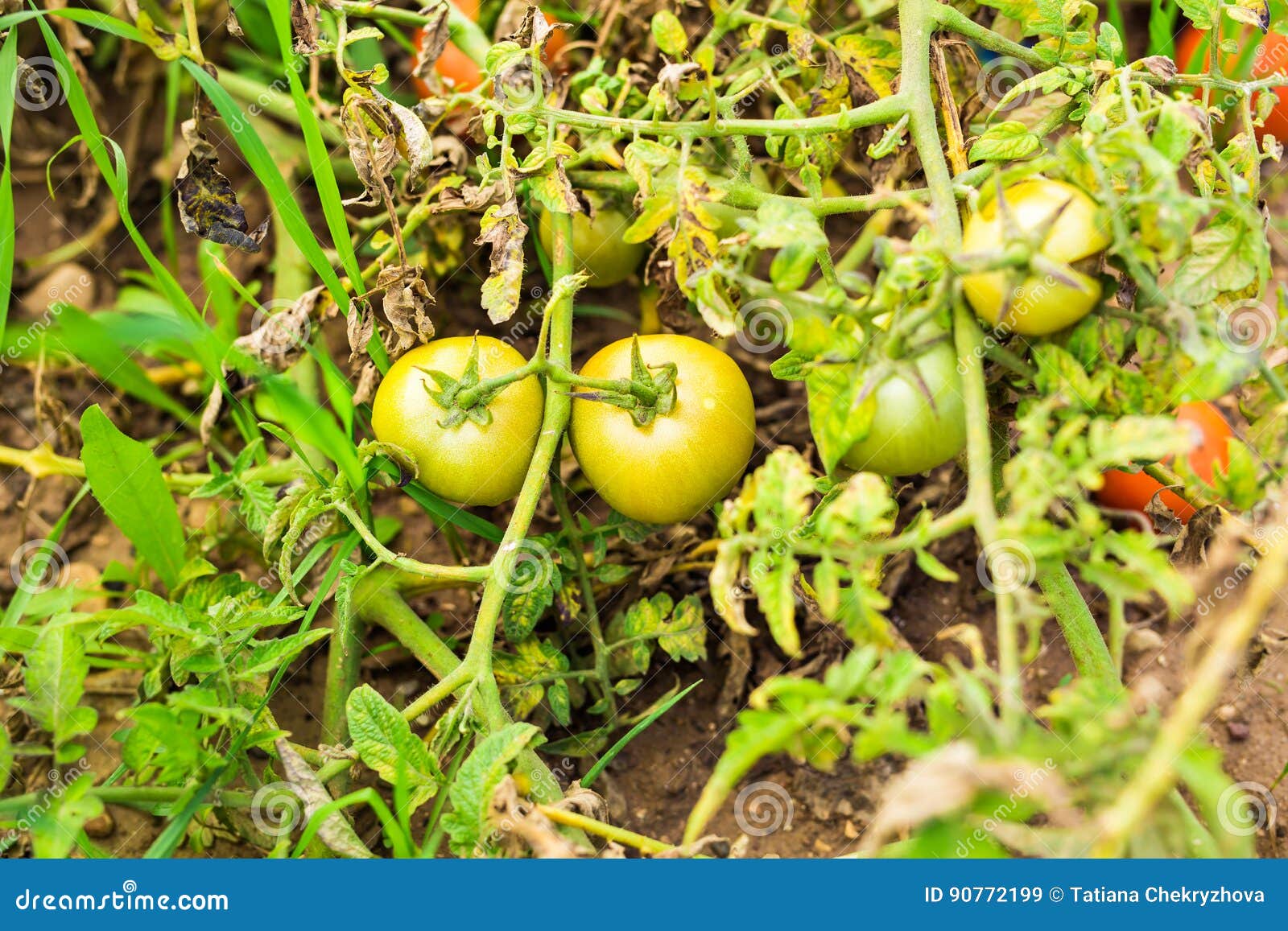 Growing the Tomatoes. Unripe Tomatoes in the Vegetable Garden. Stock ...