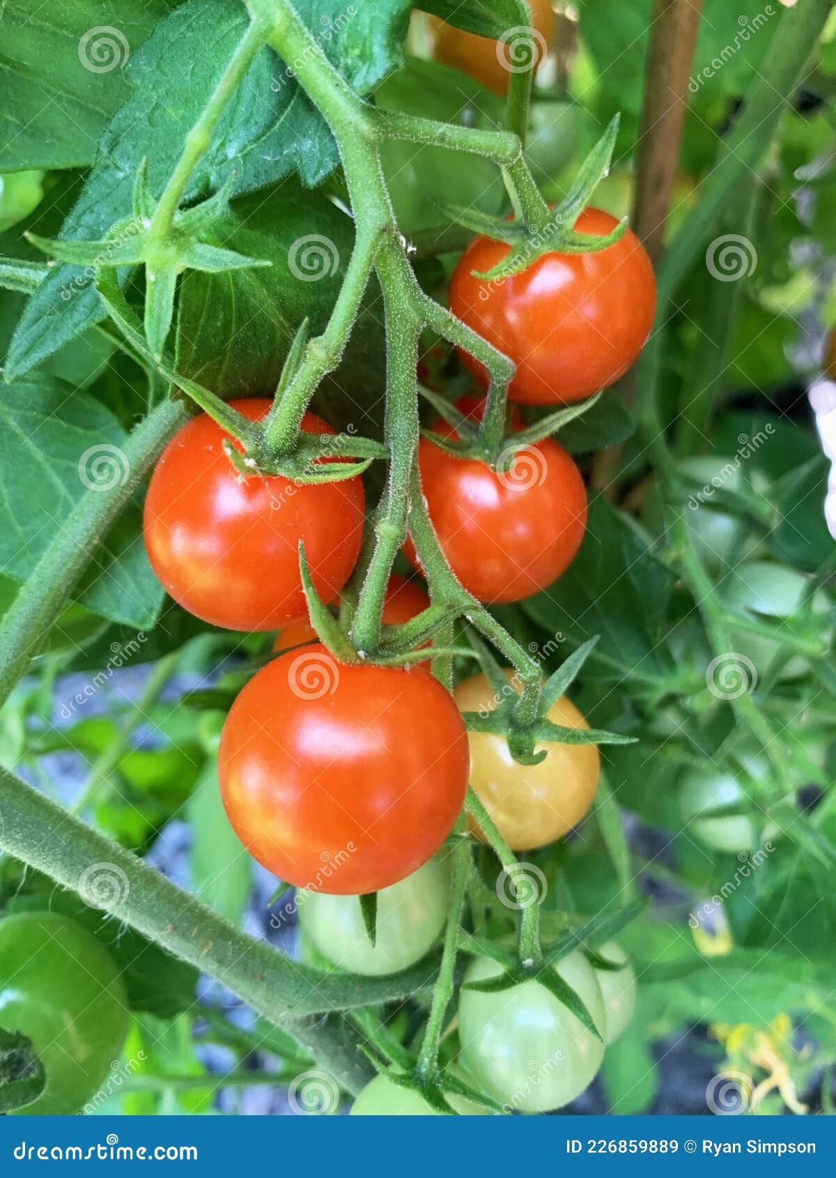 Growing tomatoes on a vine stock image. Image of field - 226859889