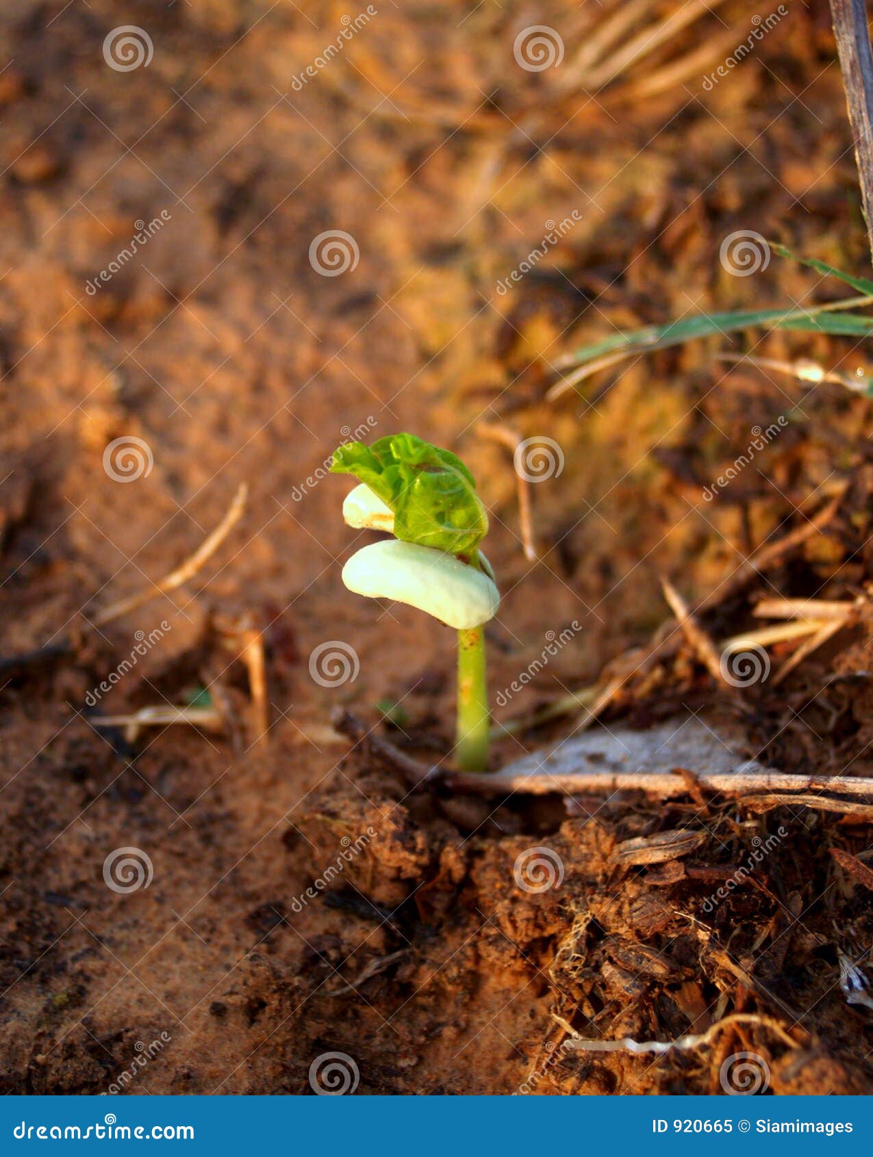 Growing Tree 1 stock image. Image of growth, backyard, background - 920665