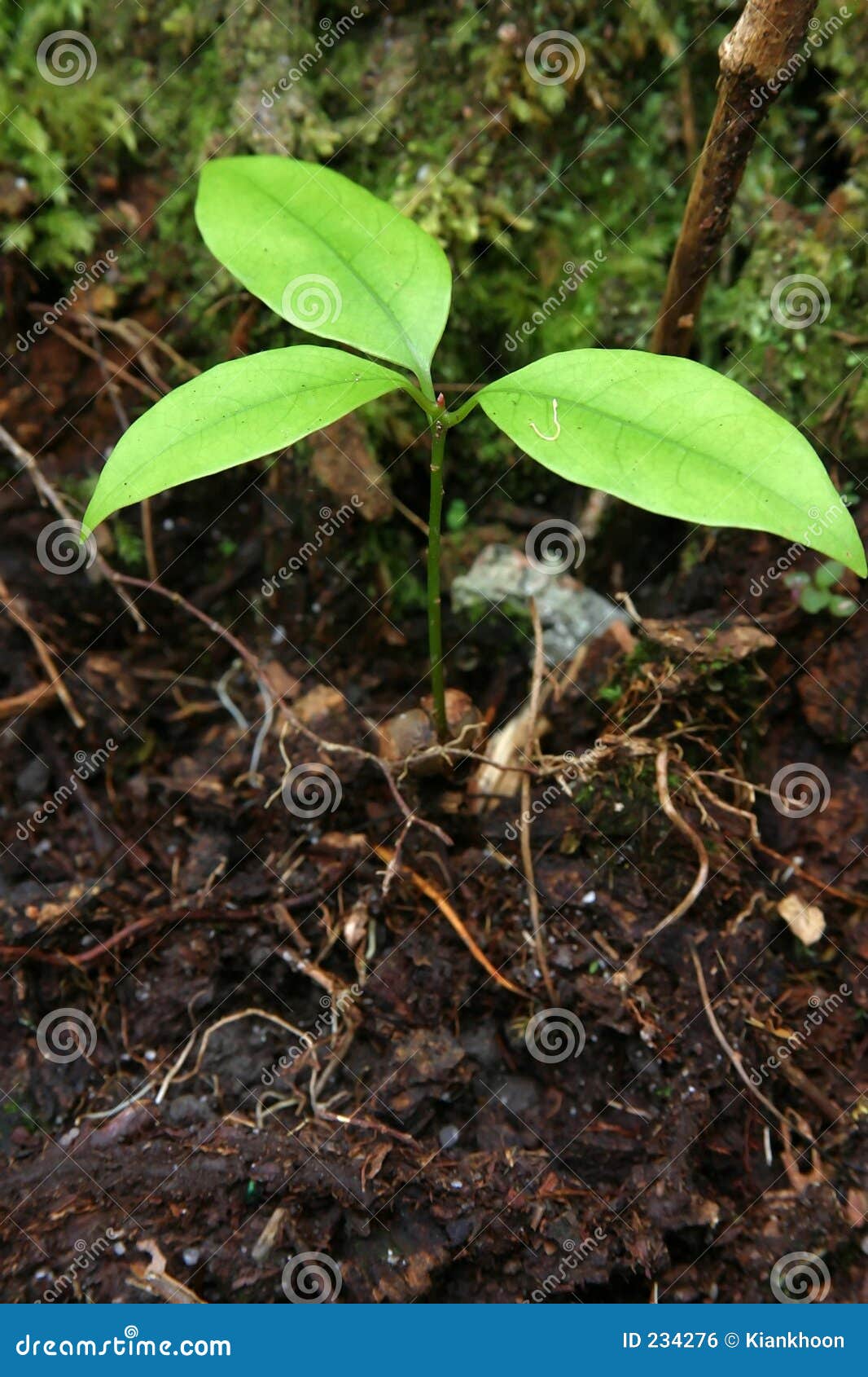 Growing Tree stock photo. Image of evergreen, fall, highland - 234276