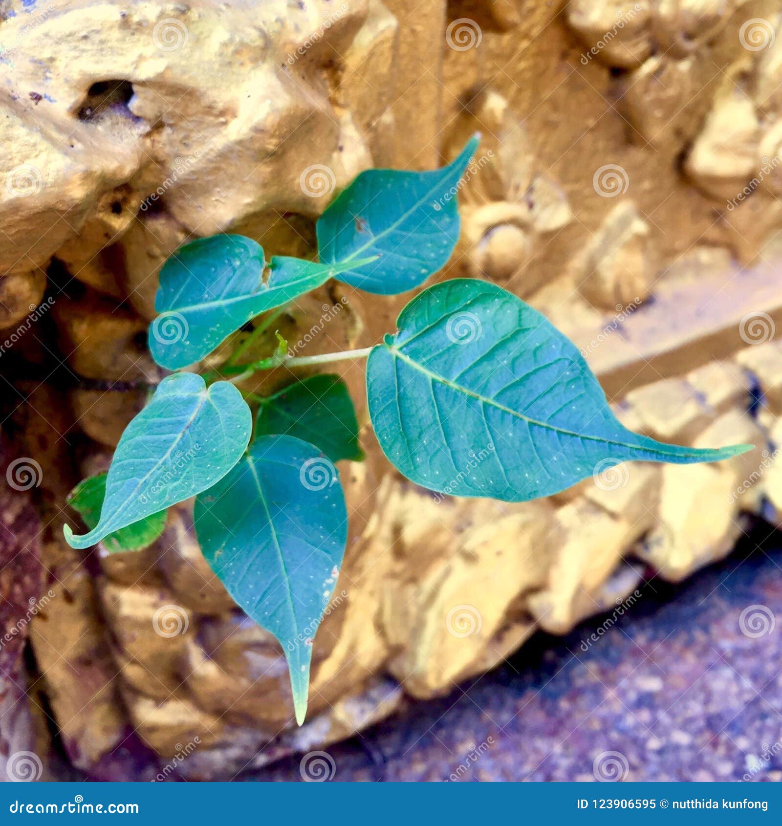 Growing Tree on the Cement Floor Stock Image - Image of small, growing ...
