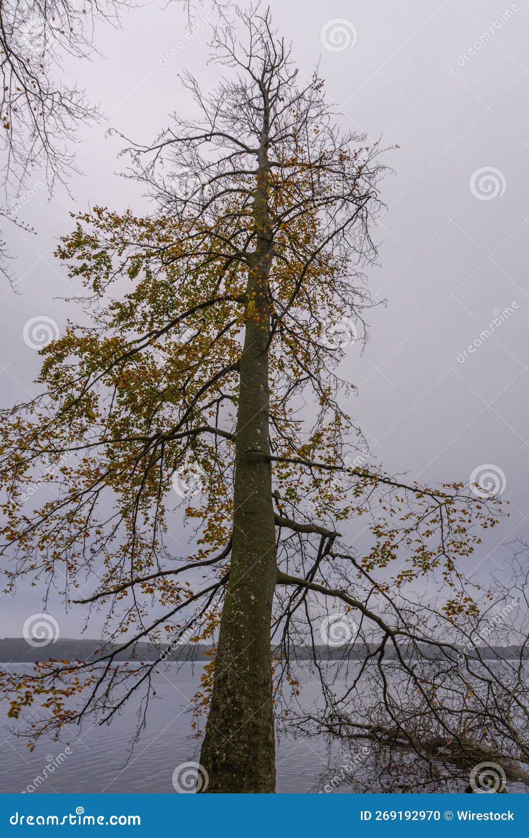 Growing Tree in Front of Lake Stock Photo - Image of grass, greenery ...