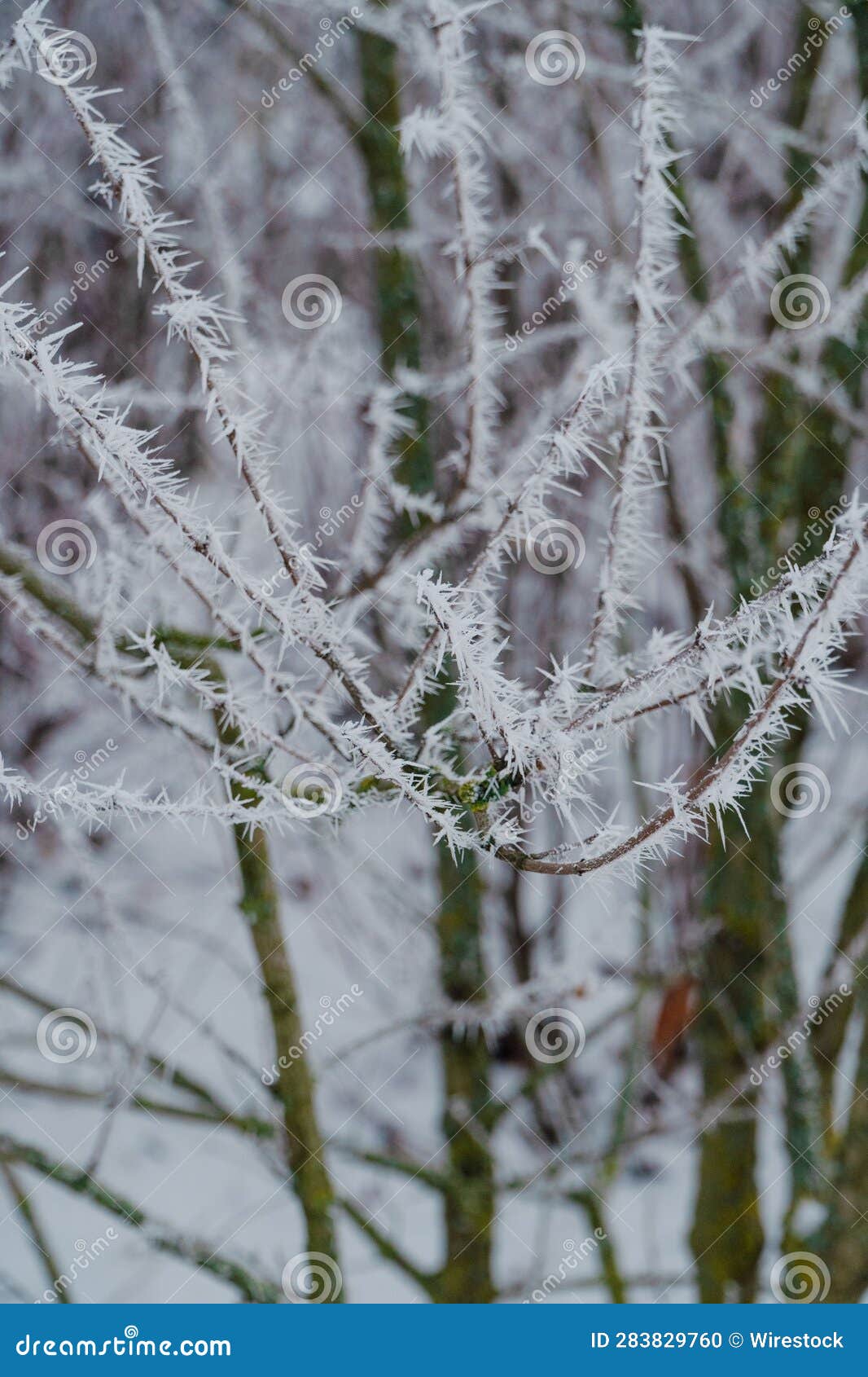 Growing Tree with Frozen Branches Stock Photo - Image of landscape ...