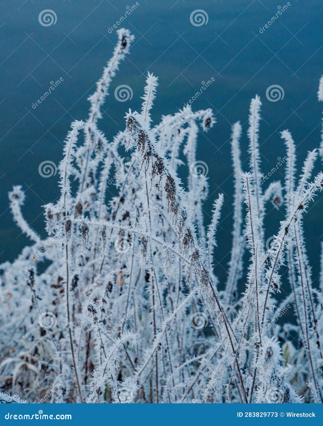 Growing Tree with Frozen Branches Stock Image - Image of flurries ...
