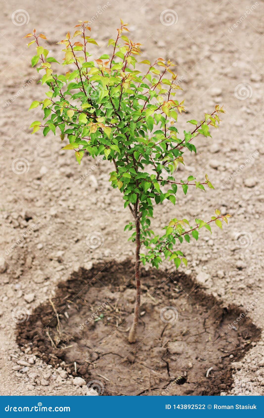 Growing Tree in the Garden. Young Tree Stock Photo - Image of food ...
