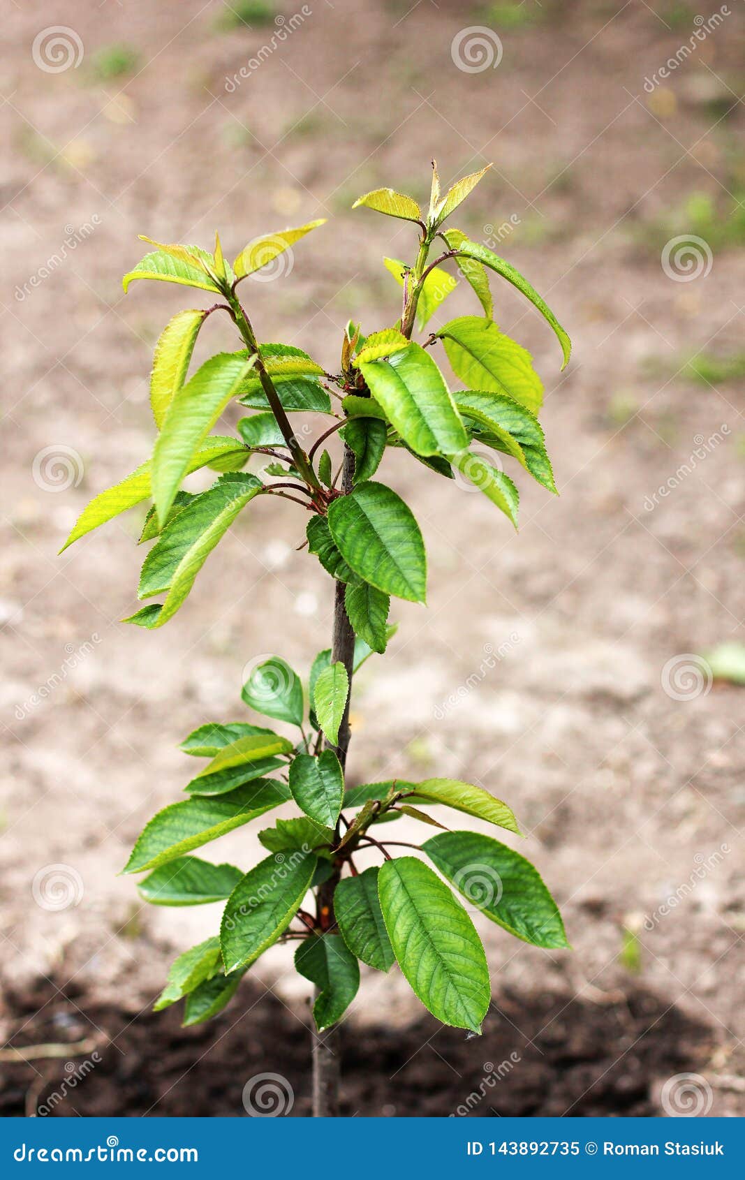 Growing Tree in the Garden. Young Tree Stock Image - Image of ...