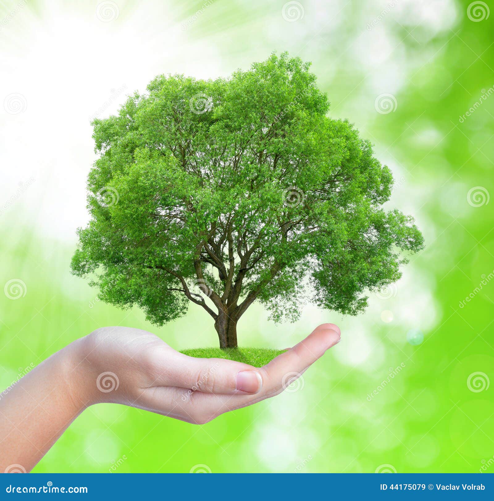 Growing A Tree Royalty-Free Stock Image | CartoonDealer.com #39677674