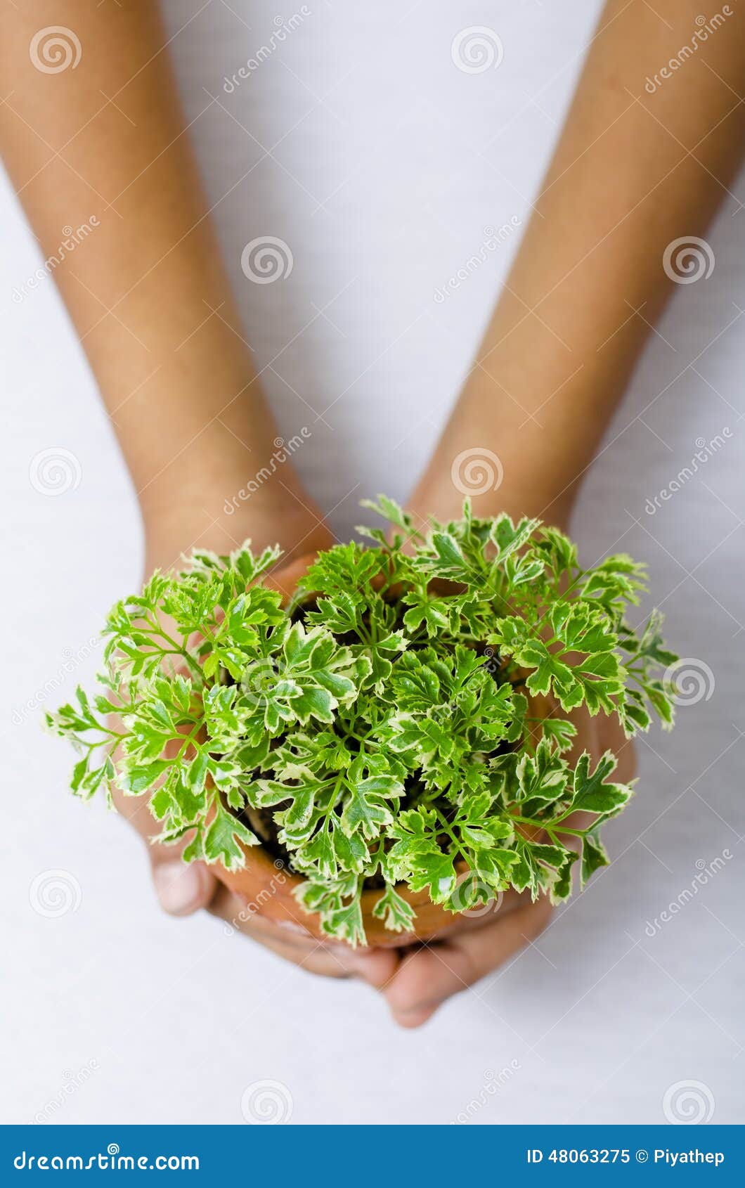 Growing tree in hand stock image. Image of fragility - 48063275