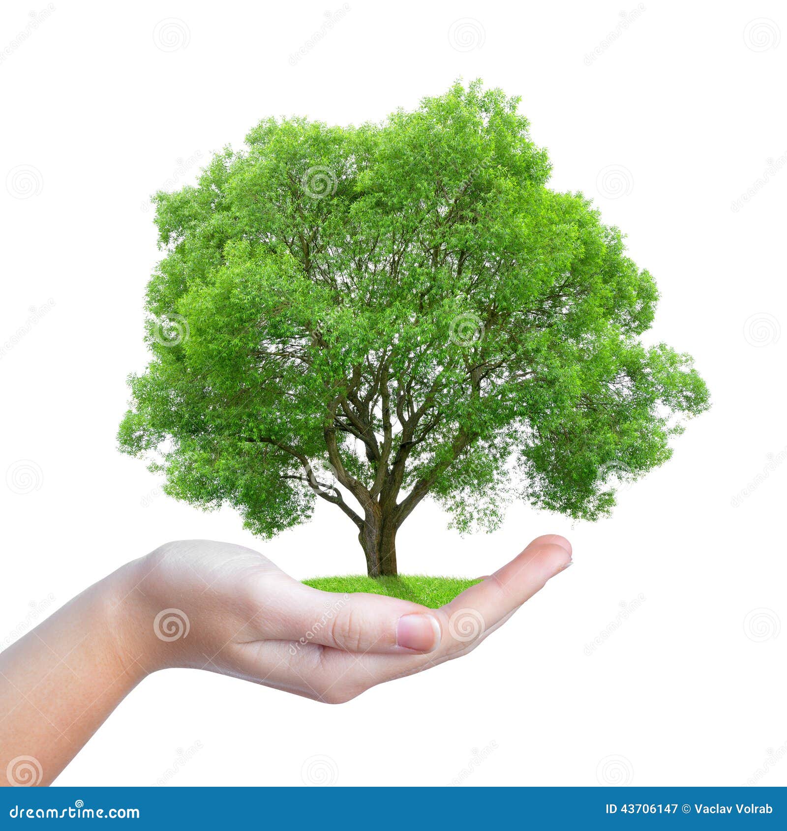 Growing tree in hand stock image. Image of care, environment - 43706147
