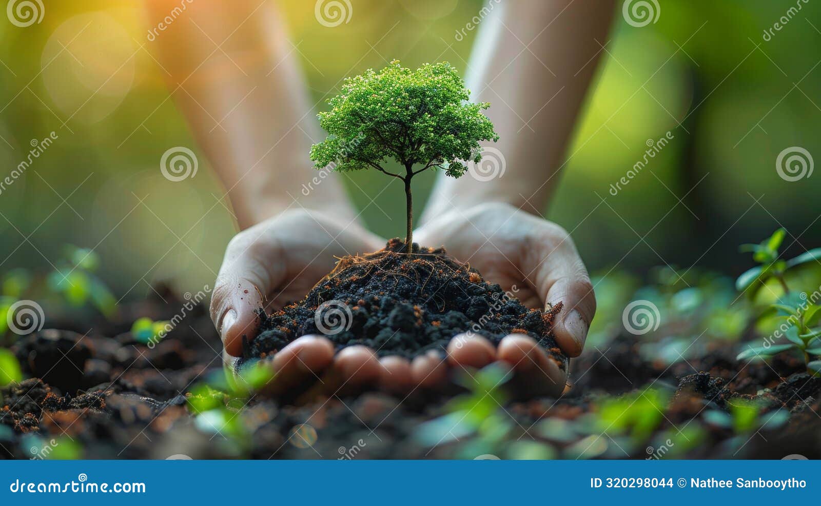 Growing Tree in the Hands. the Concept of Protecting the Environment ...