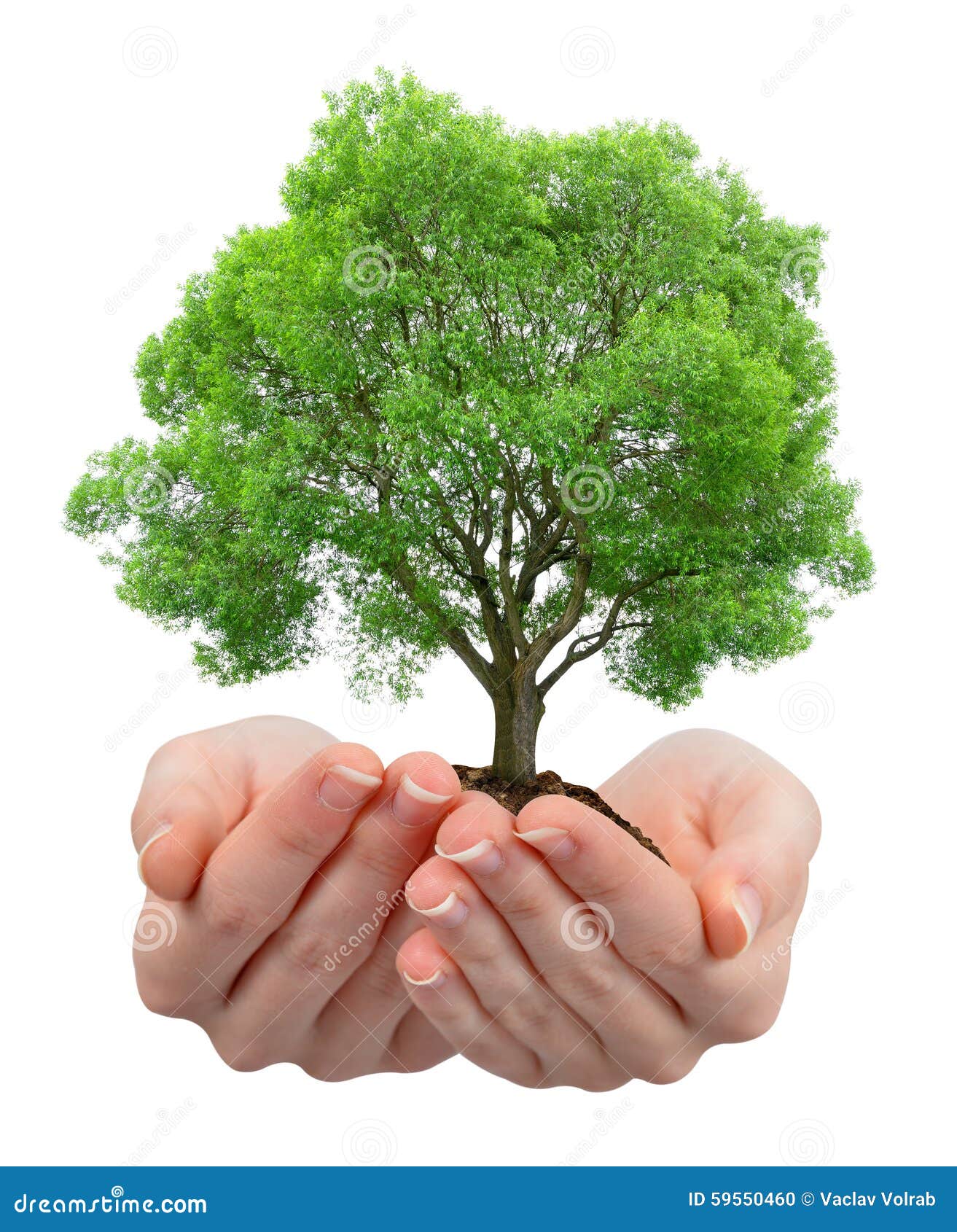 Growing tree in hands stock photo. Image of beauty, cutout - 59550460