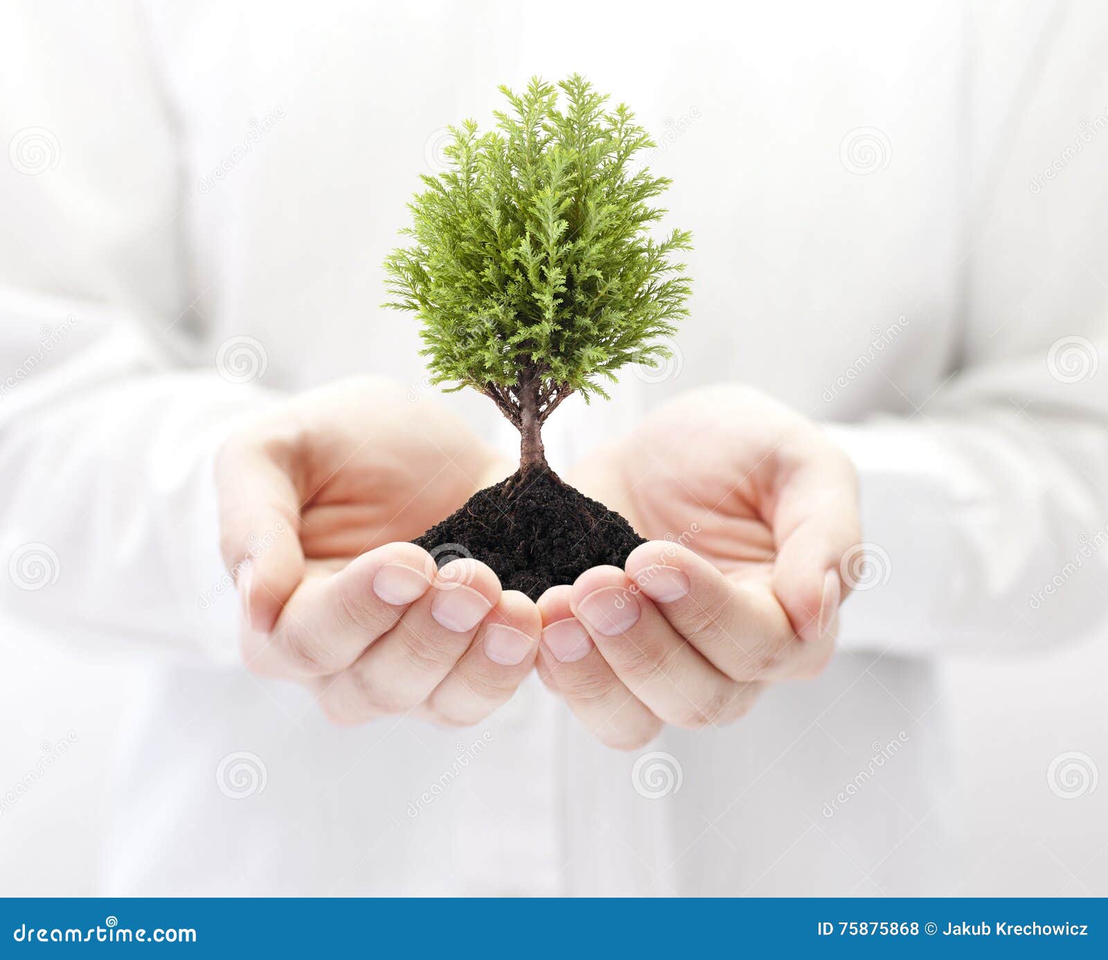 Growing tree in hands stock photo. Image of conifer, arms - 75875868