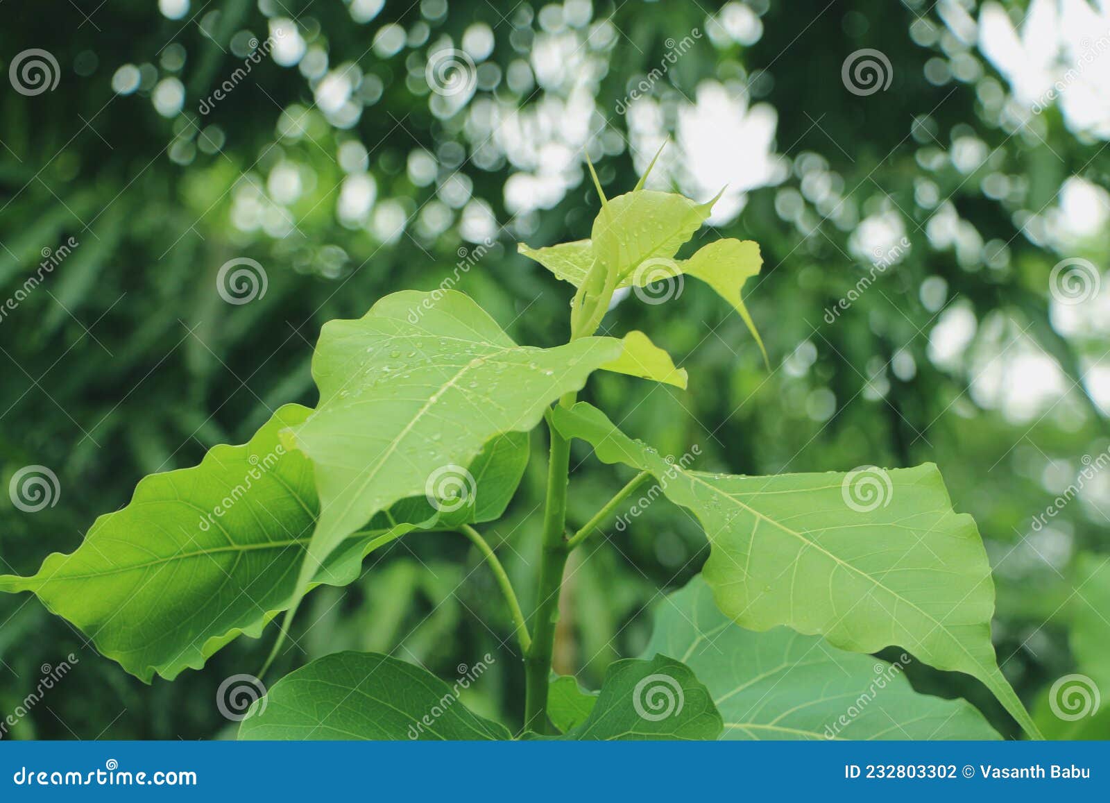 Growing Tree Plant with Tender Leaf in Top. Stock Photo - Image of ...