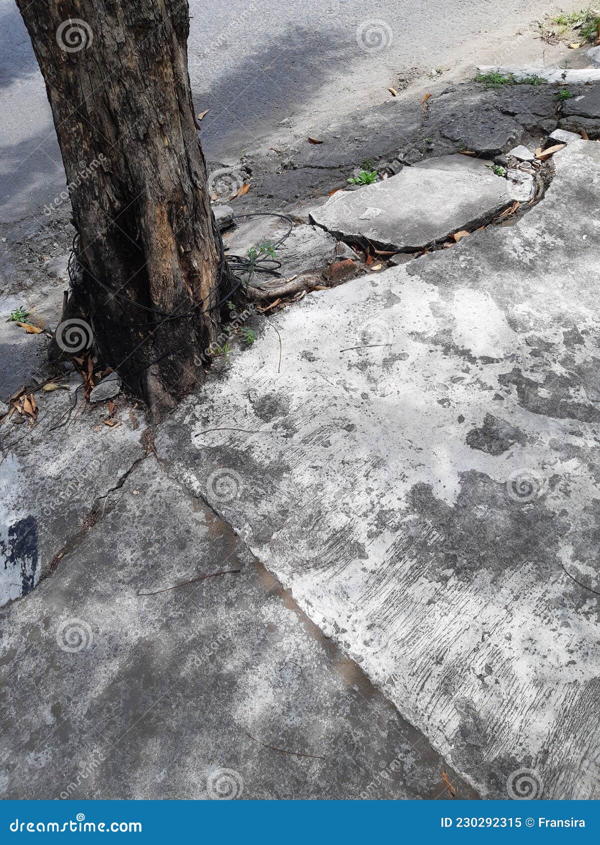 Tree Roots Breaking Concrete Sidewalks. Stock Image - Image of breaking ... Tree Roots Breaking Concrete Sidewalks. Stock Image - Image of breaking ...