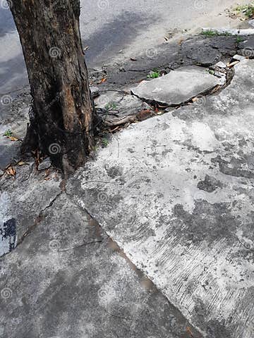 Tree Roots Breaking Concrete Sidewalks. Stock Image - Image of breaking ...