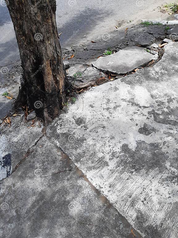 Tree Roots Breaking Concrete Sidewalks. Stock Image - Image of breaking ...