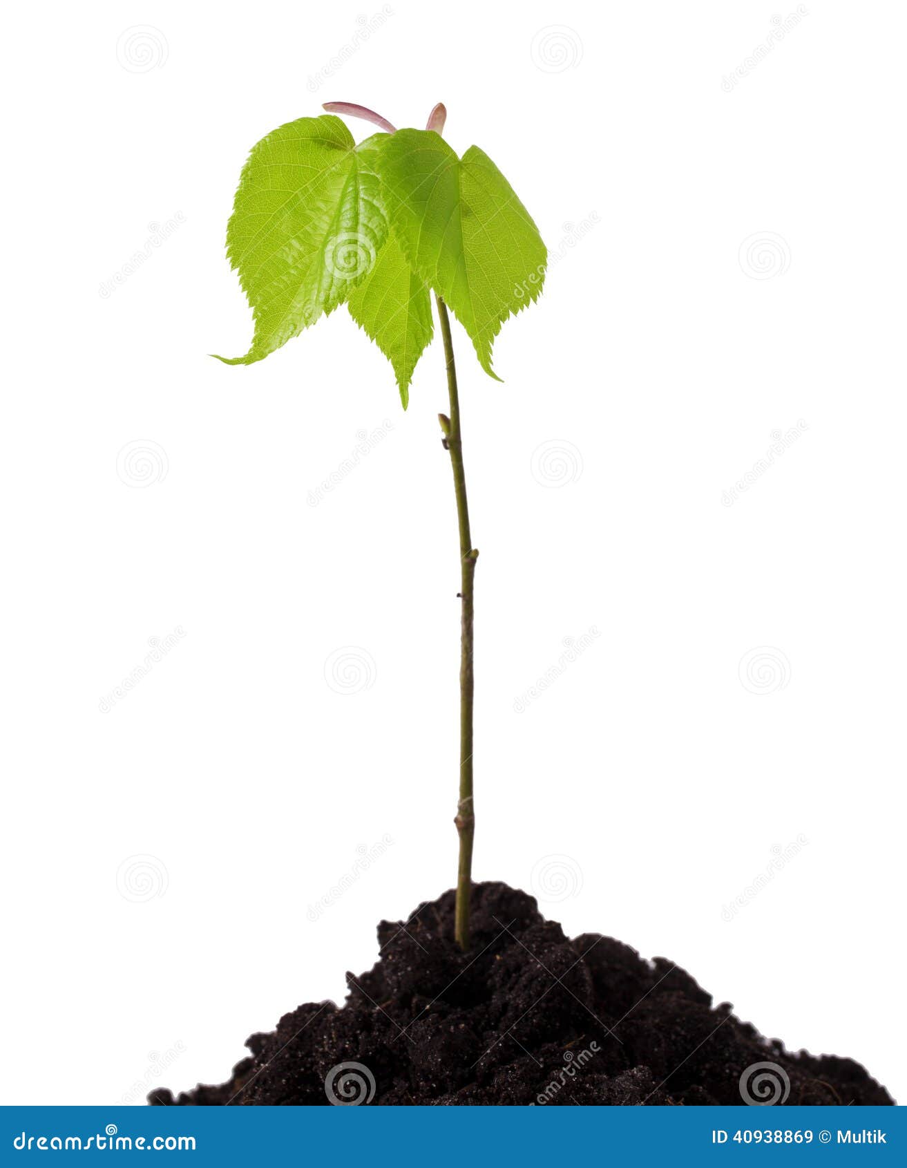 Growing tree stock image. Image of concept, foliage, cultivate - 40938869