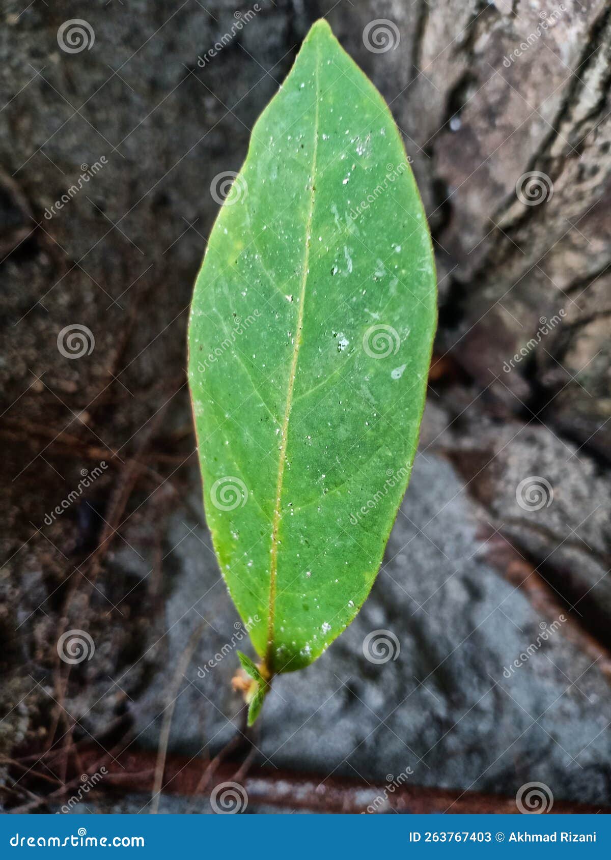 Growing tree seedlings stock image. Image of tree, leaf - 263767403
