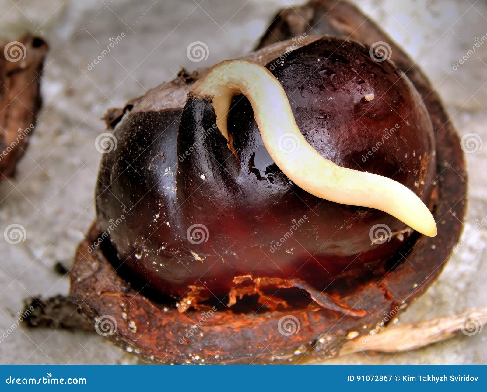 Growing Tree Sprout from Chestnut Nuts Stock Image - Image of chestnut ...