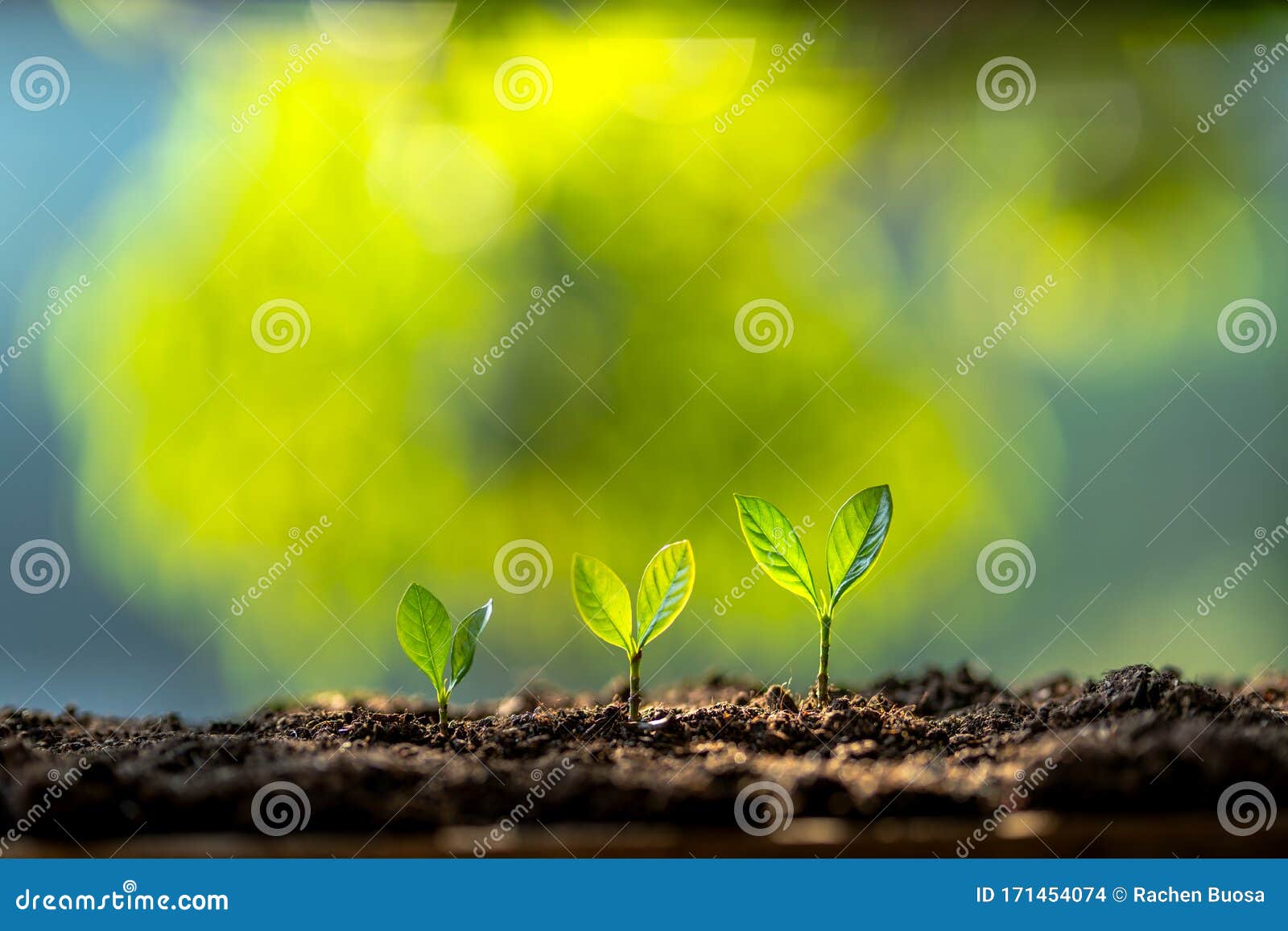 Growing Trees Arranged on the Ground Nature Stock Photo - Image of ...