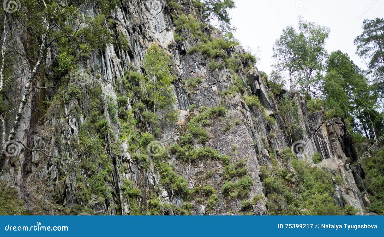 Growing trees on a cliff stock image. Image of painting - 75399217