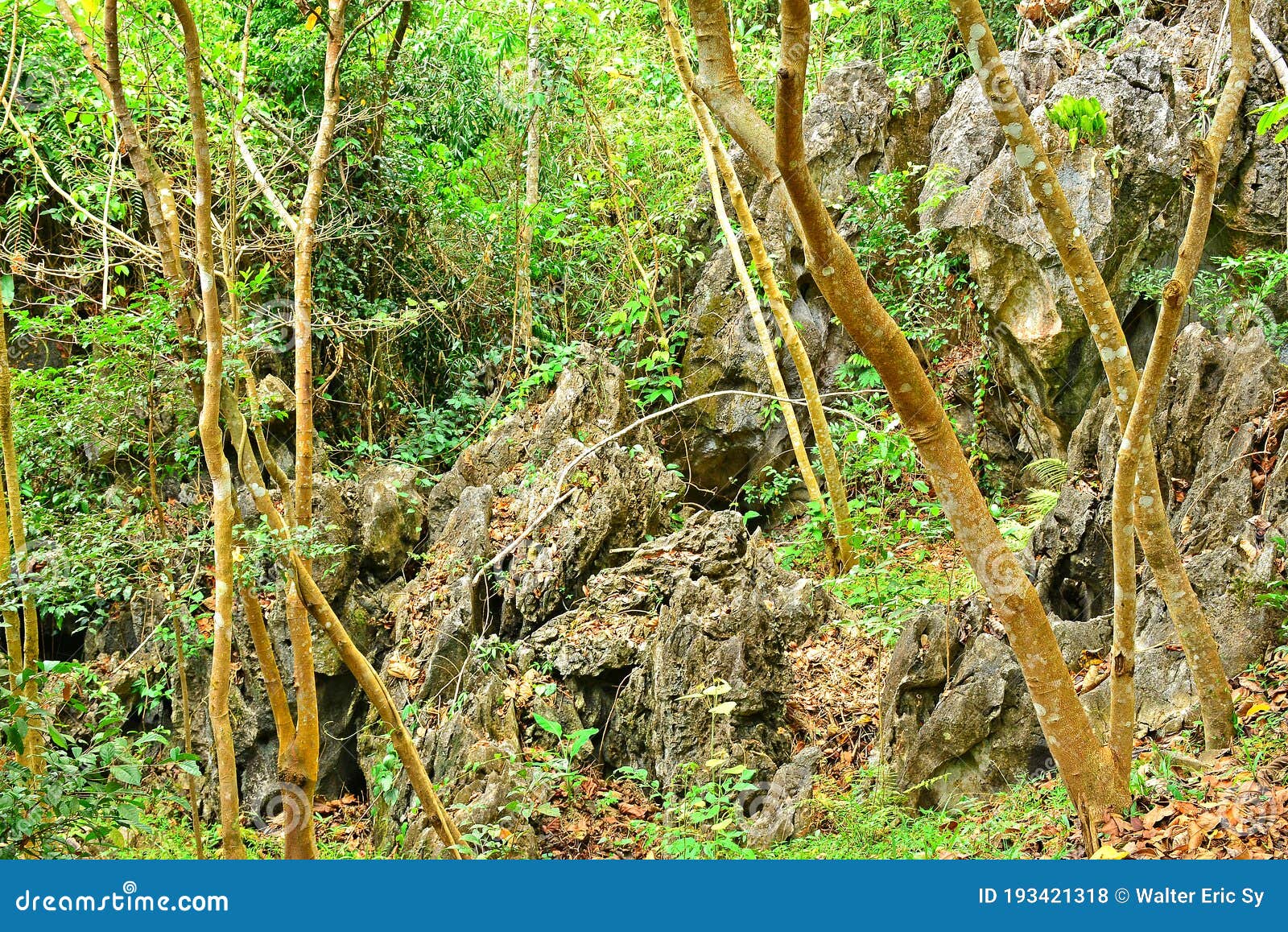 Growing Trees and Green Plants Nature Stock Photo - Image of leaves ...