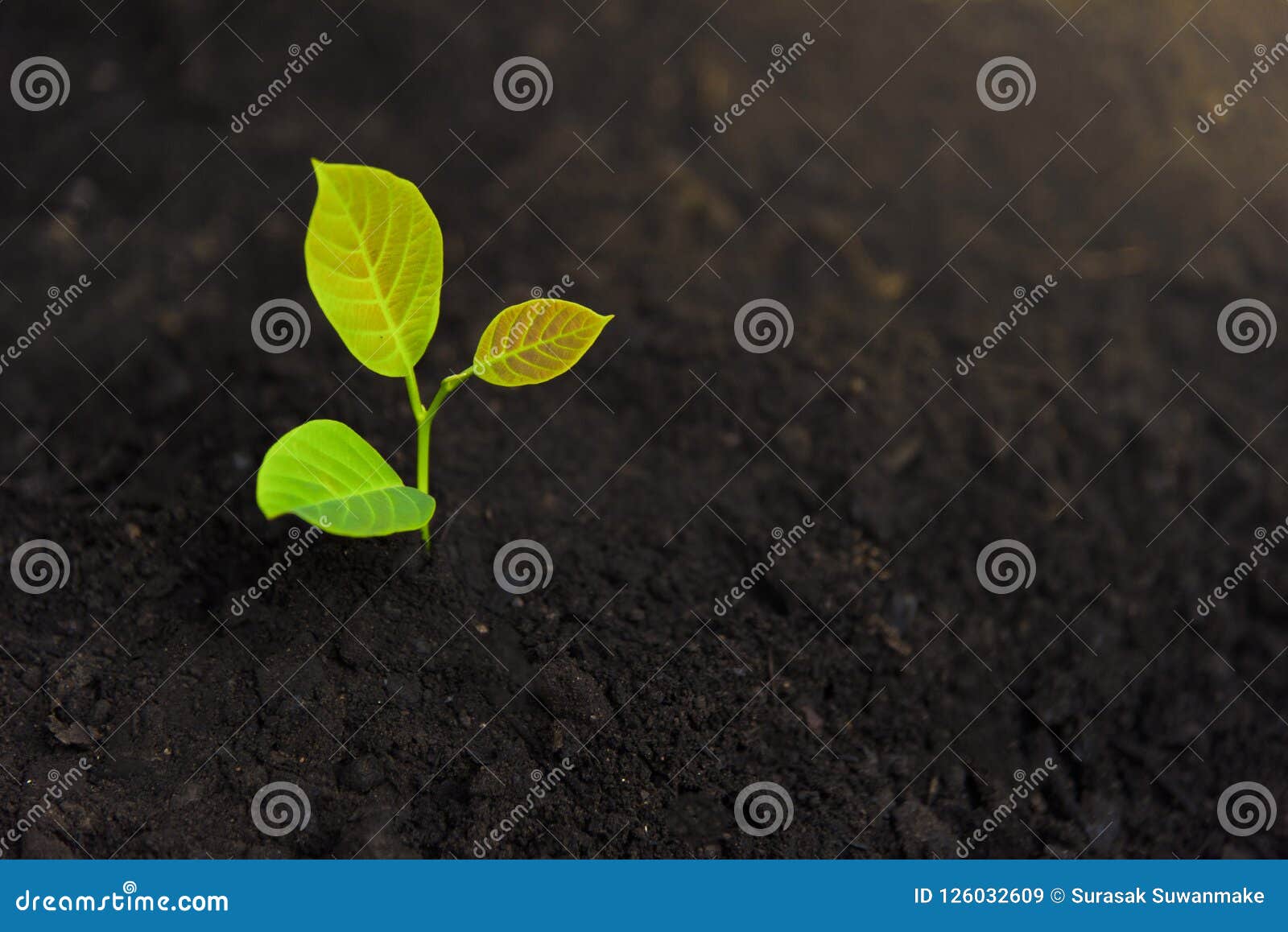Growing Trees for Growth and Environmental Protection Trees or Nature ... Growing Trees for Growth and Environmental Protection Trees or Nature ...