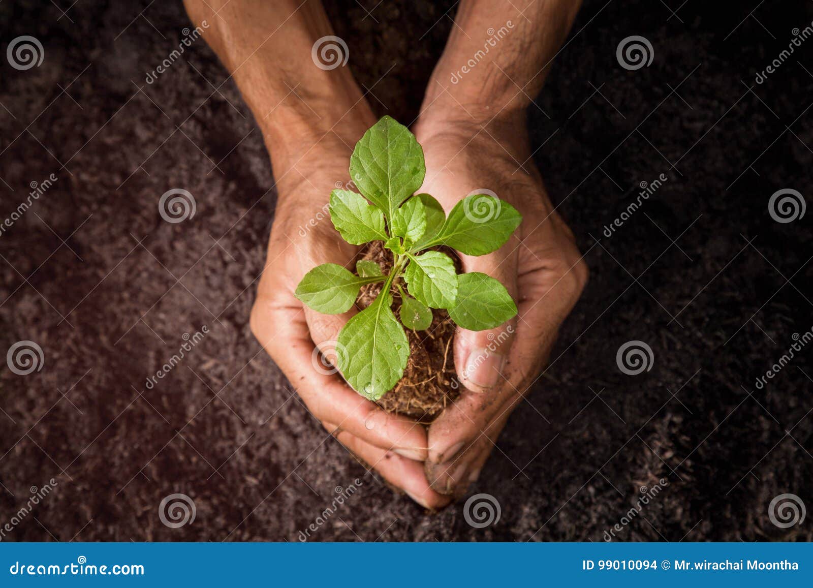 Growing Trees with Hand on the Ground. Stock Photo - Image of garden ...