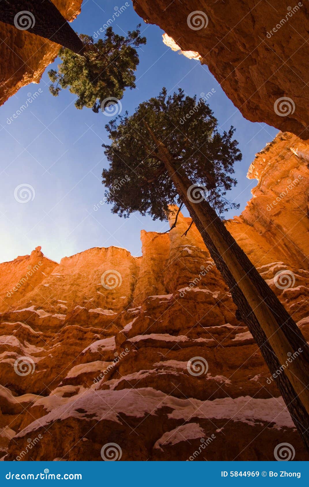 The Growing Trees between Hoodoos Stock Image - Image of park, national ...