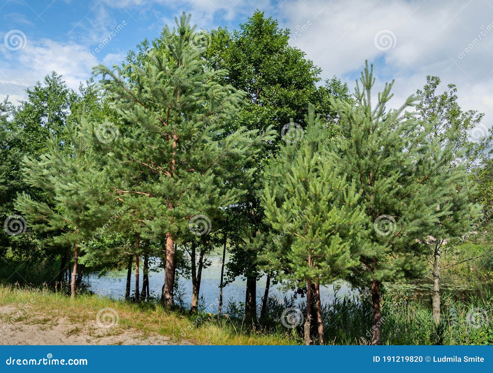 Growing trees and lake stock photo. Image of environment - 191219820