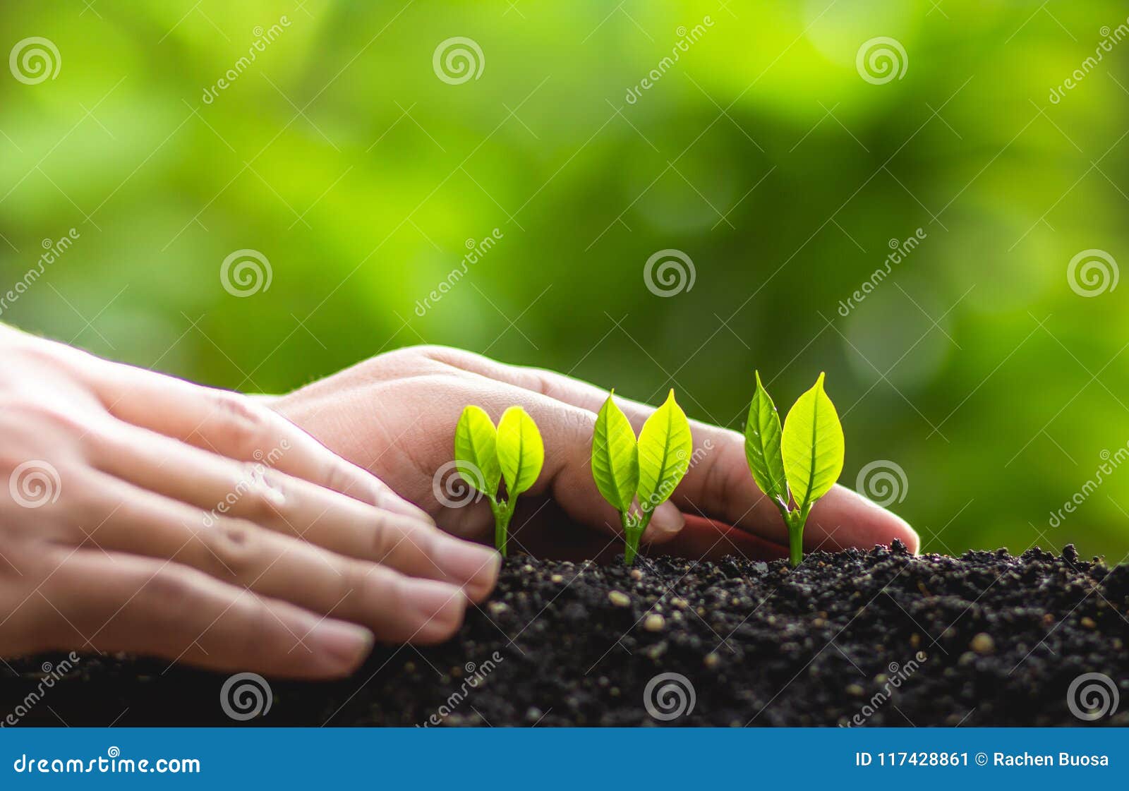 Growing Trees, Growing Young Trees, Taking Care Of The Environment ...