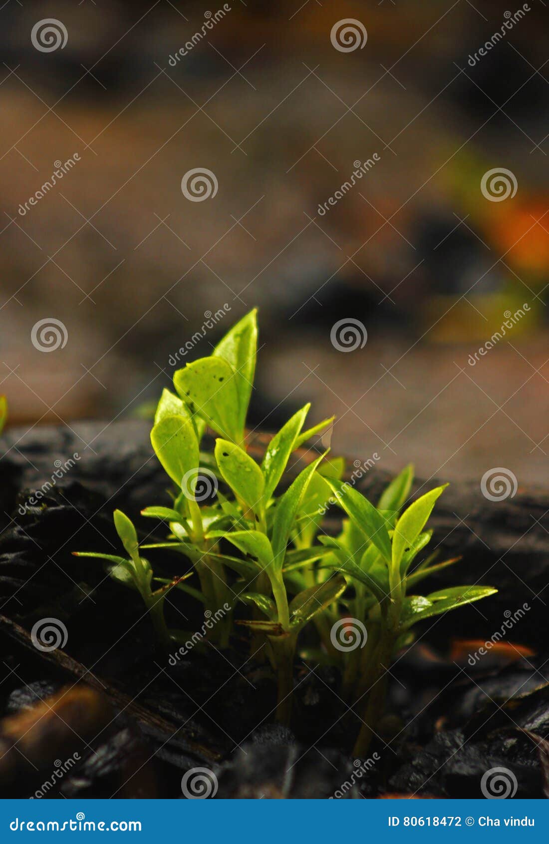 Growing stock photo. Image of twig, plants, rainforest - 80618472