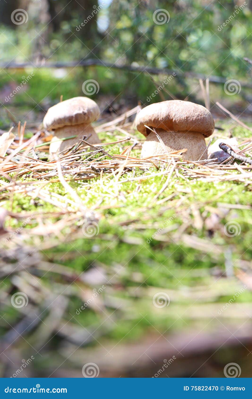 Growing two white ceps stock photo. Image of growing - 75822470