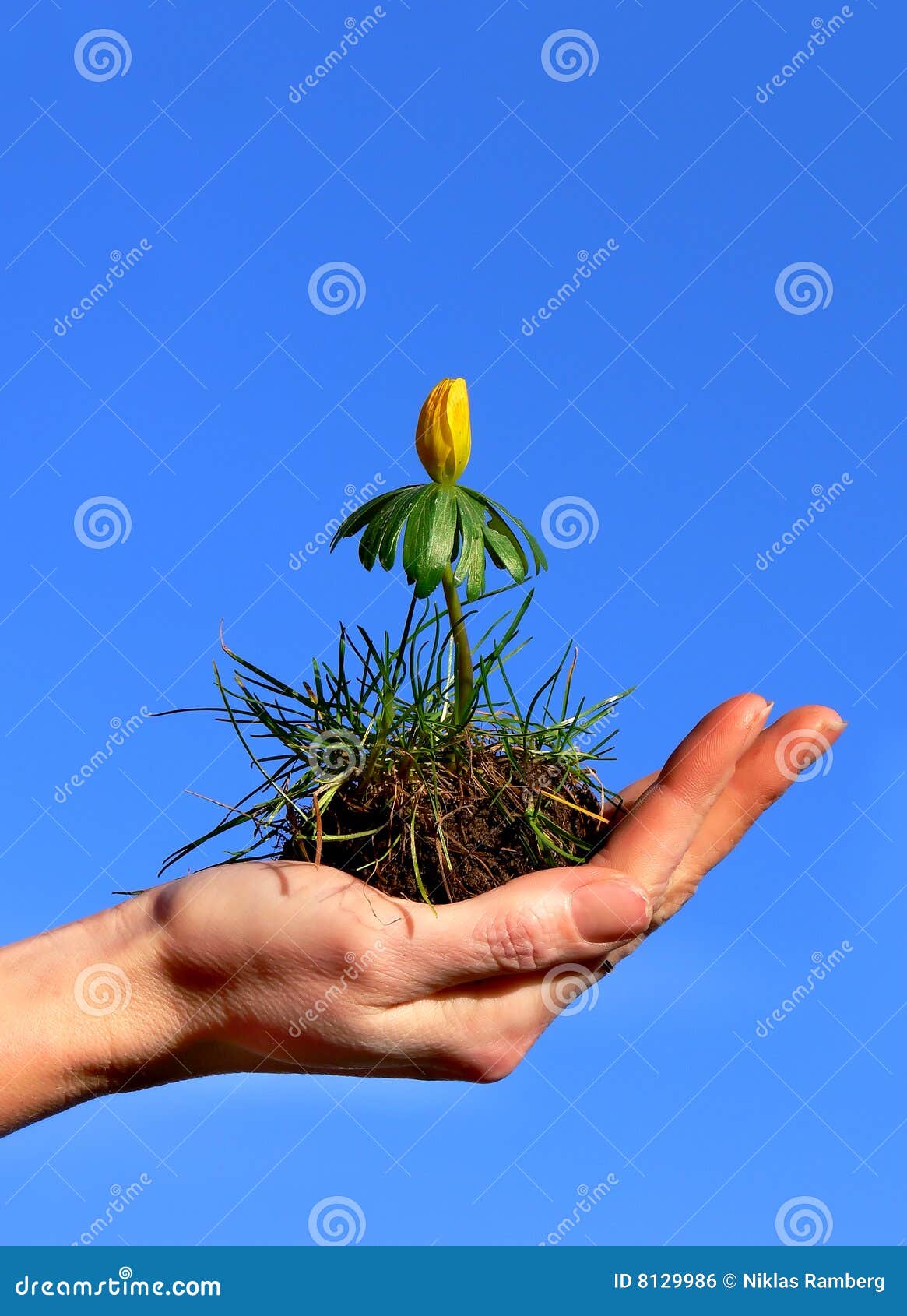 Growing Up in a Hand stock photo. Image of plant, ecology - 8129986