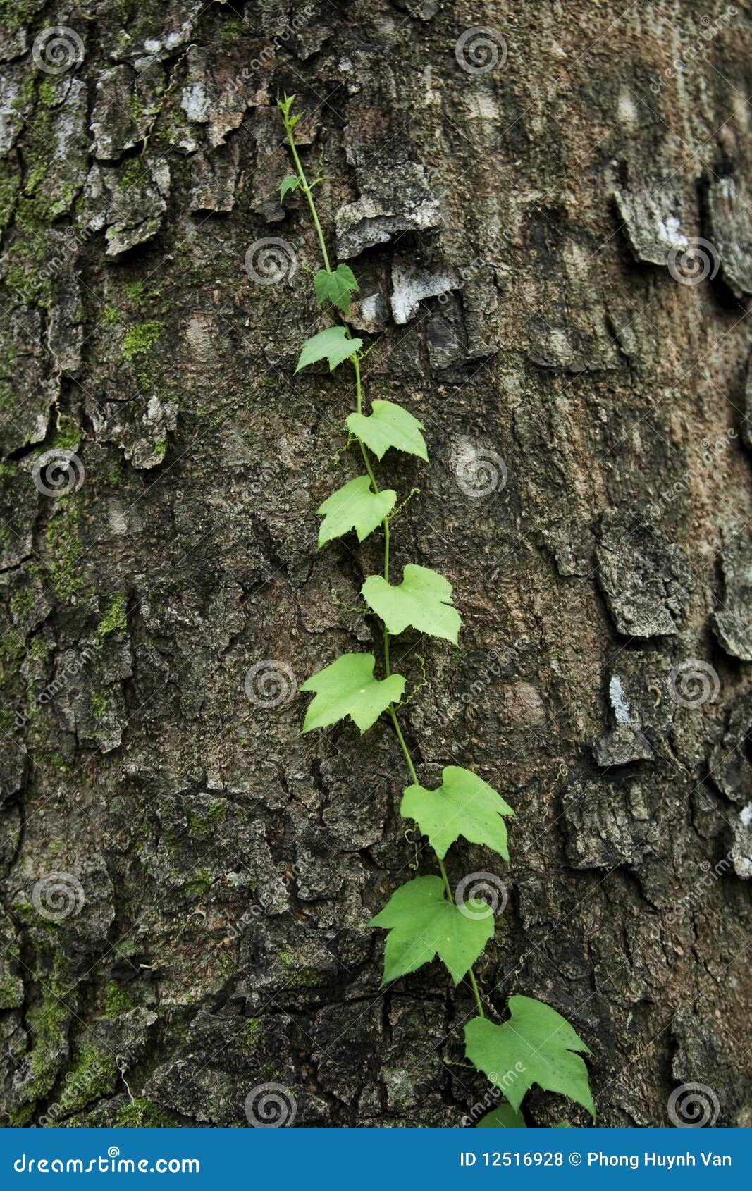 Growing up leaf stock photo. Image of bine, plant, haulm - 12516928