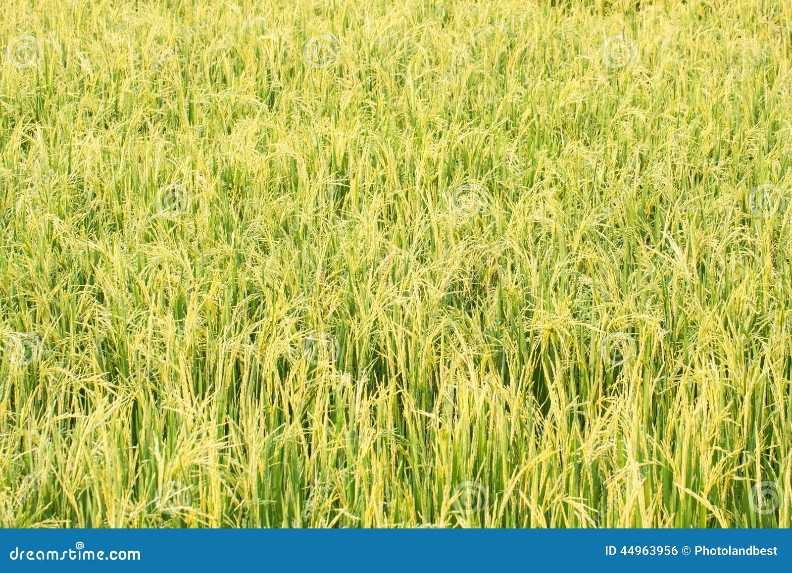 Growing Up Rice Plant in Rice Field. Stock Photo - Image of autumn ...