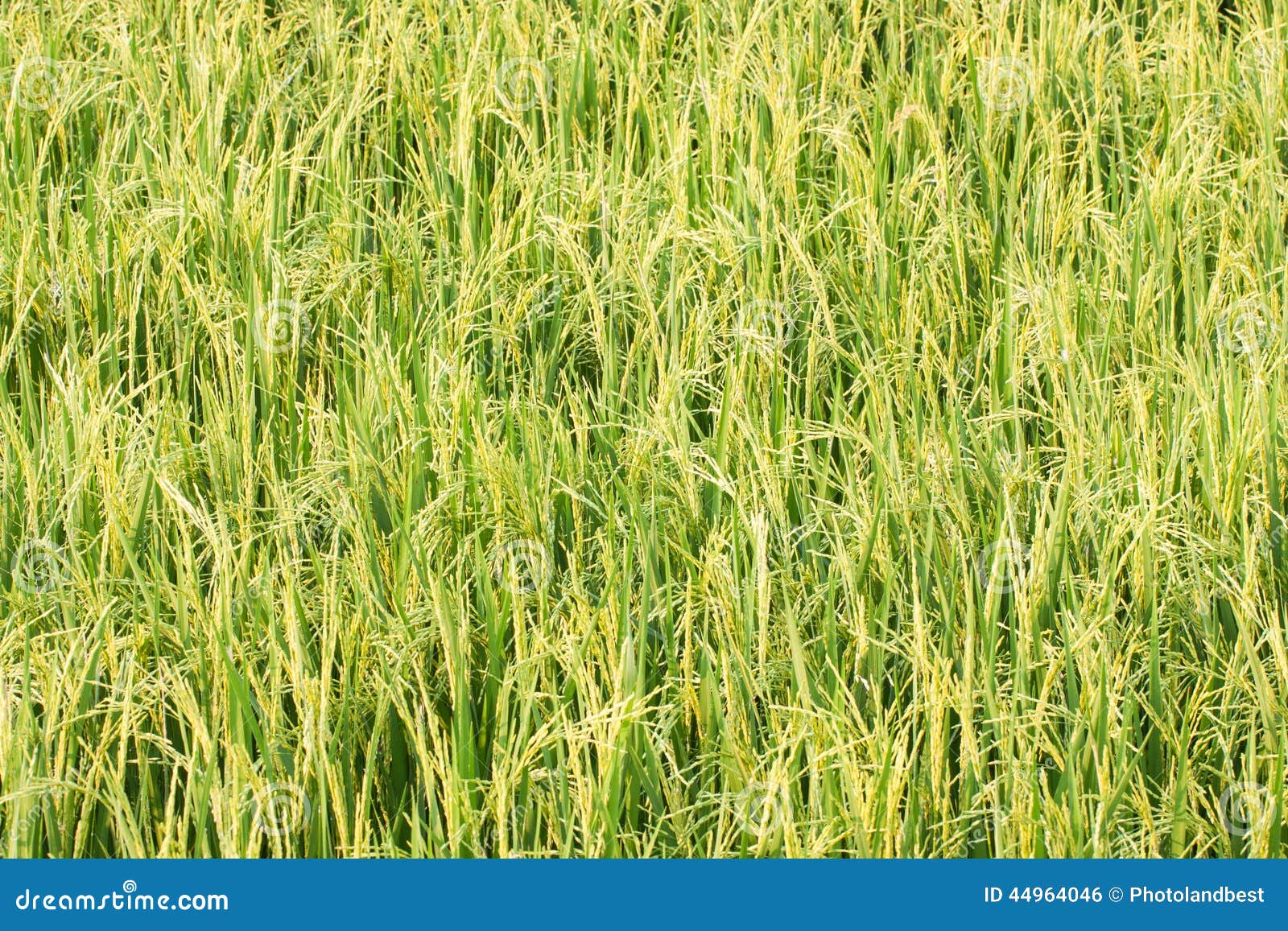 Growing Up Rice Plant in Rice Field. Stock Photo - Image of meadow ...