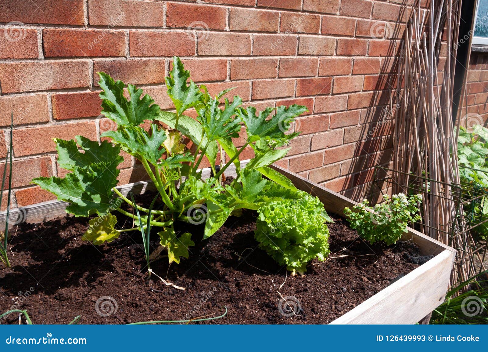 Growing veg in containers stock image. Image of containers - 126439993