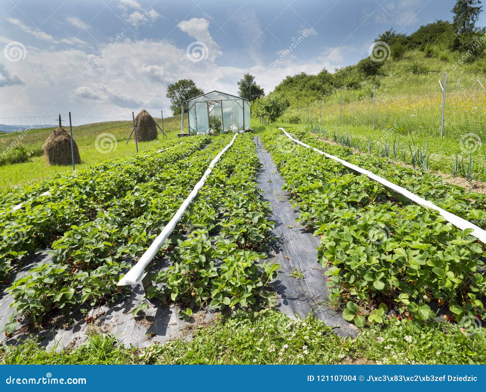 Growing Vegetable Plots in the Foothill Area Stock Photo - Image of ...
