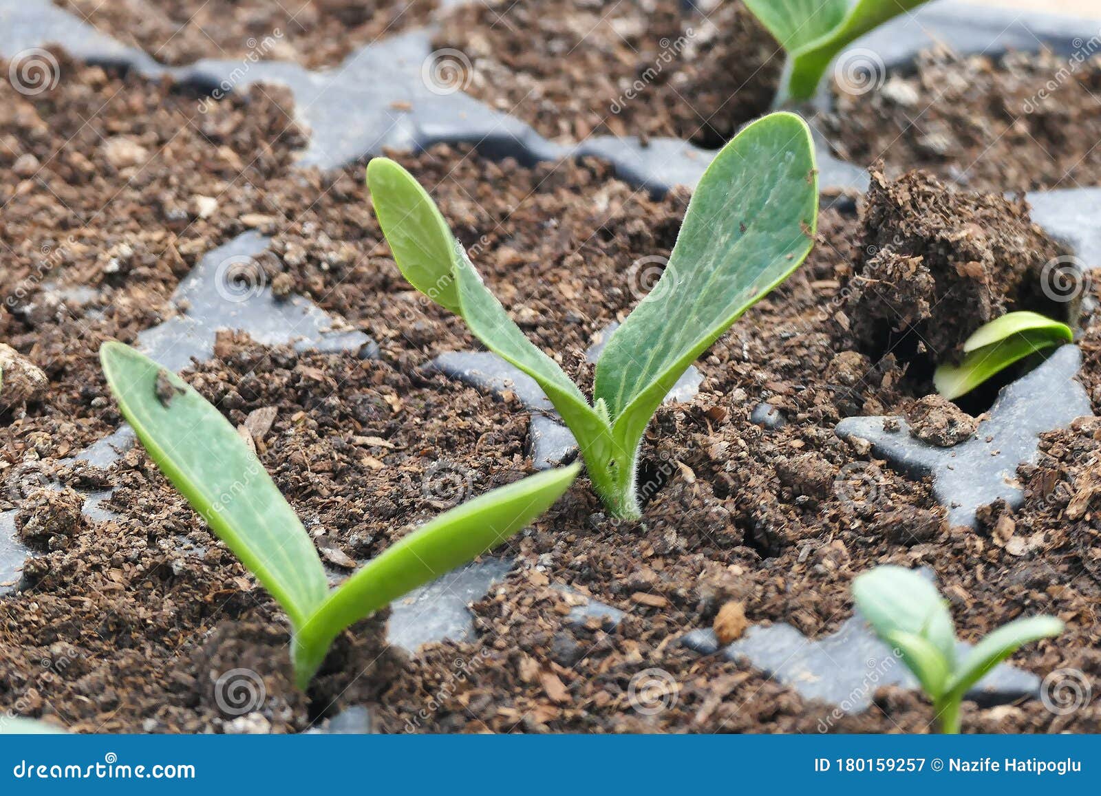 Growing Vegetable Seedlings for the Hobby Garden, Vegetable Seedlings ...