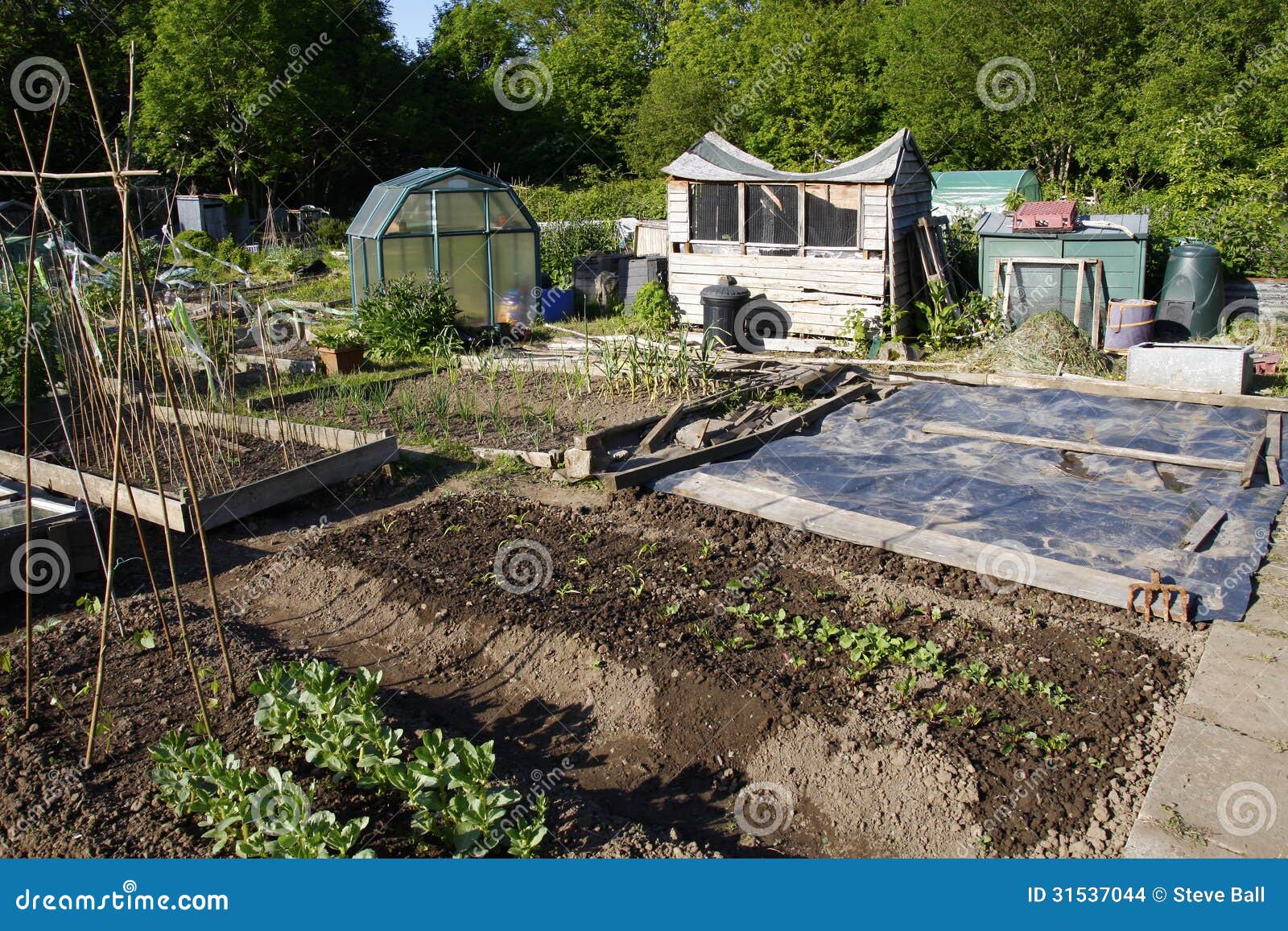 Growing Vegetables in an Allotment Stock Photo - Image of season, rural ...