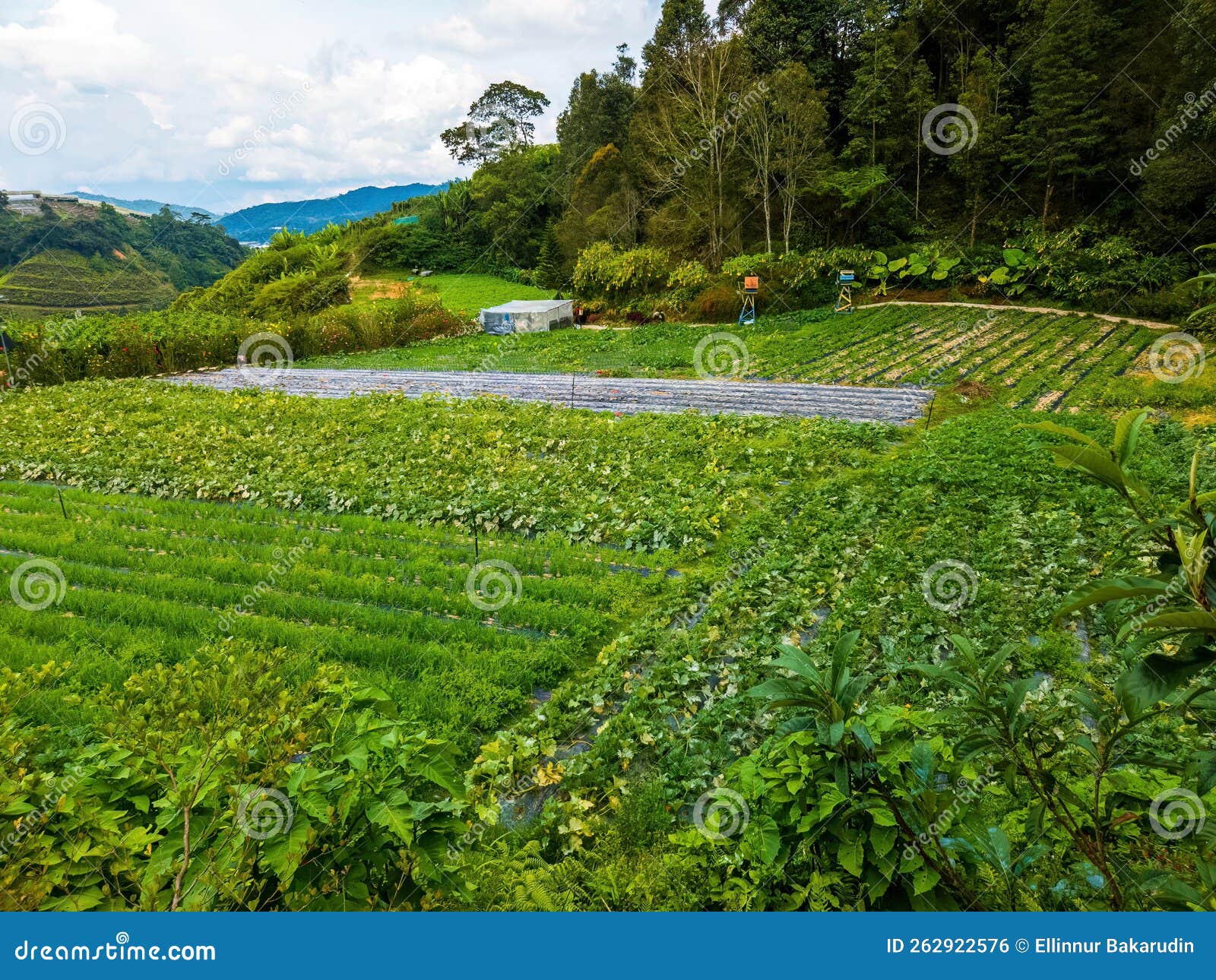 Growing Vegetables on the Farm in Cameron Highlands, Malaysia Stock ...