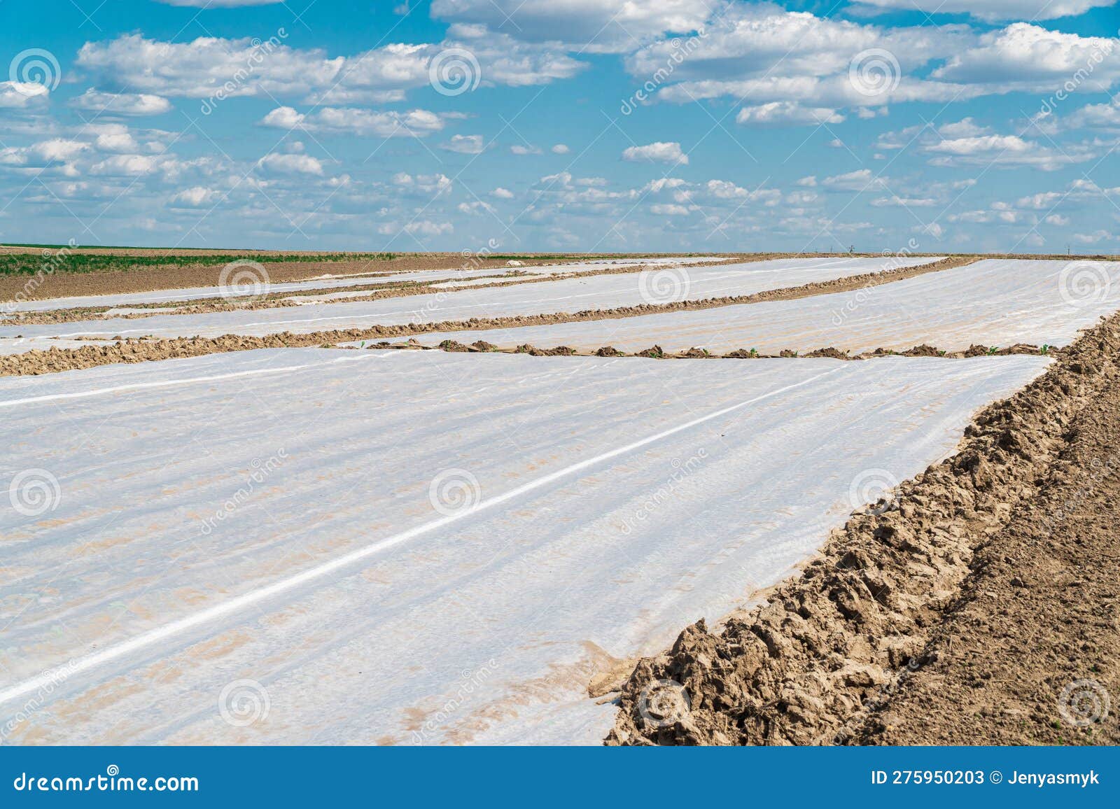Growing Vegetables in the Field in Early Spring Stock Image - Image of ...