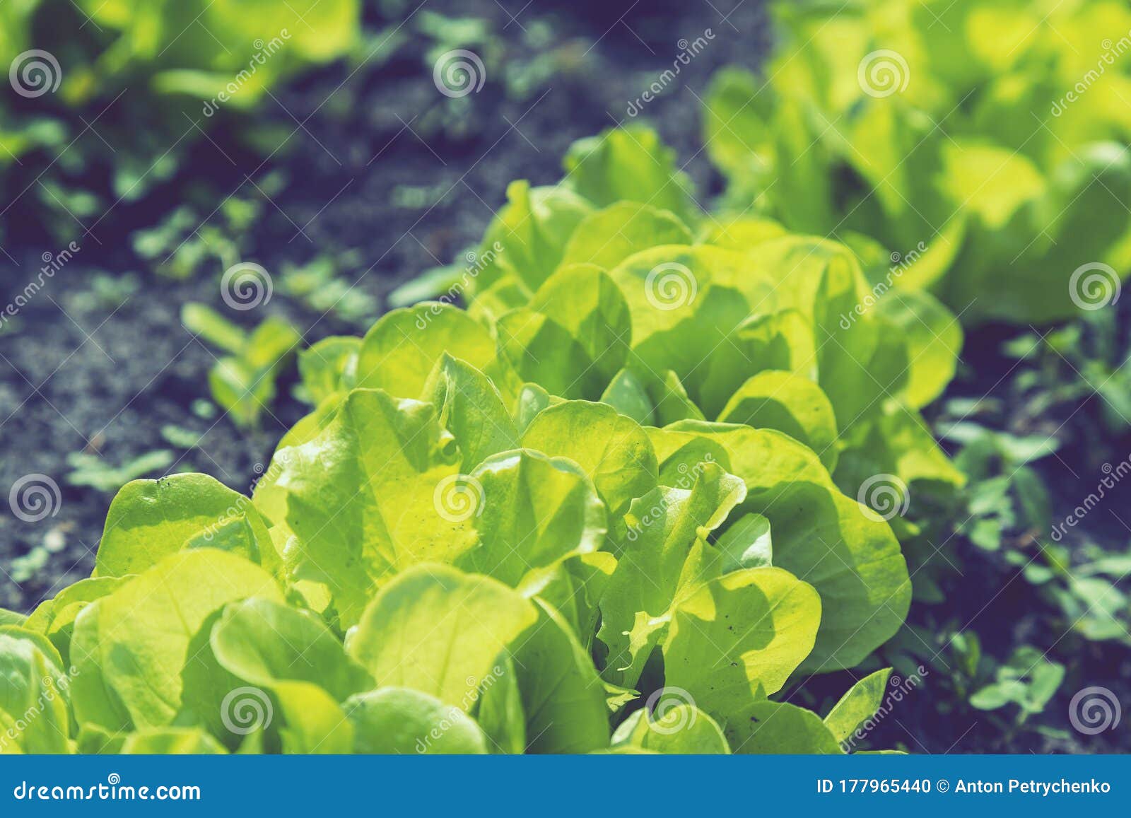 Growing Vegetables in the Garden. Lettuce Patch in the Vegetable Field ...
